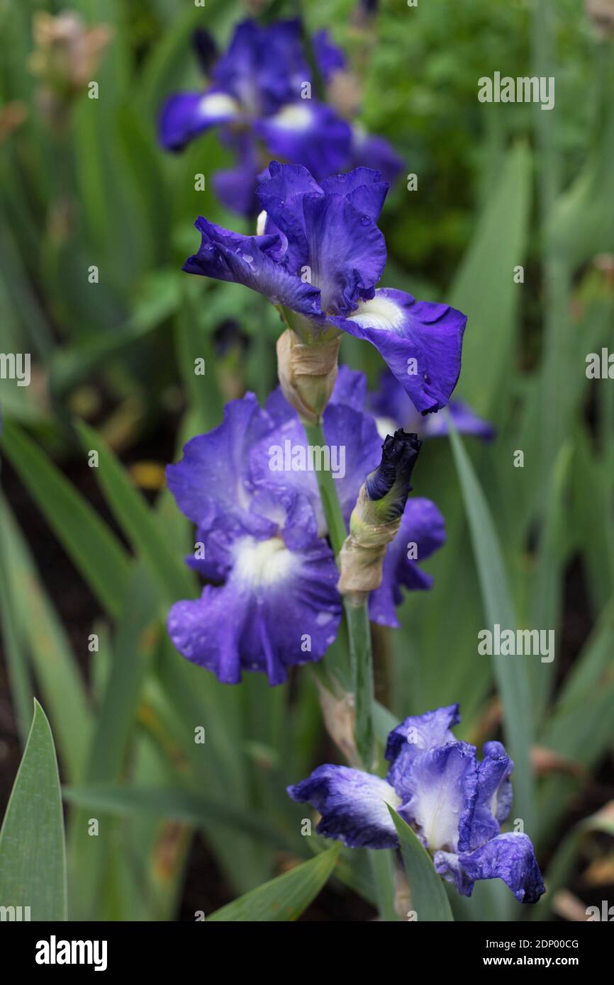 Speed plant hi-res stock photography and images - Alamy