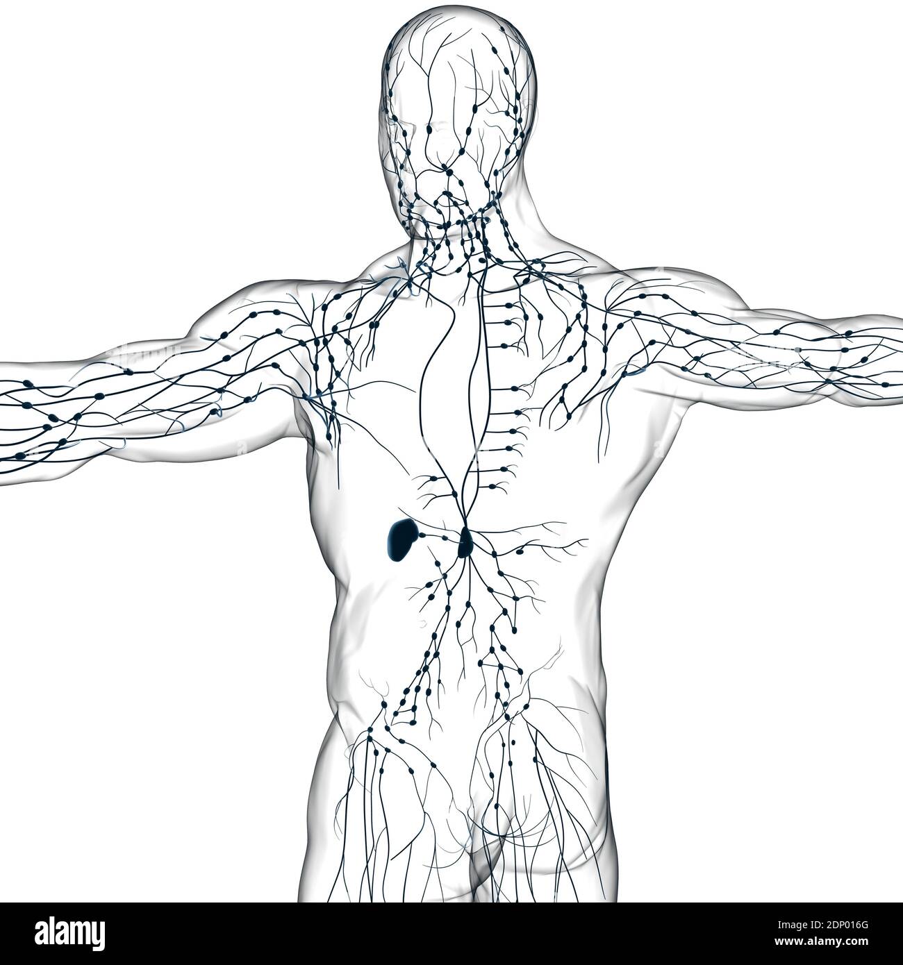 Human Lymph Nodes Anatomy For Medical Concept 3D Illustration Stock ...
