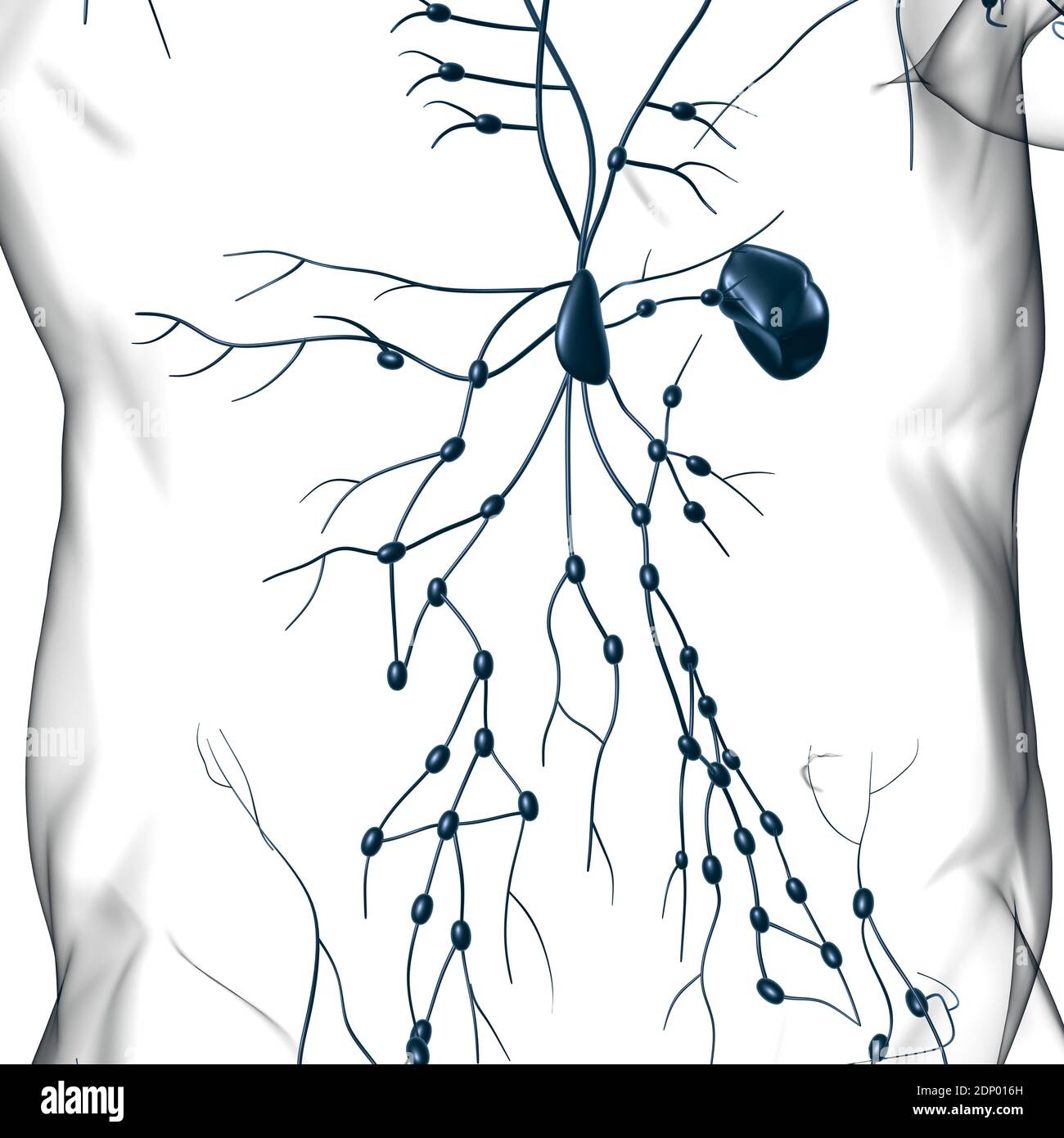 Human Lymph Nodes Anatomy For Medical Concept 3D Illustration Stock ...