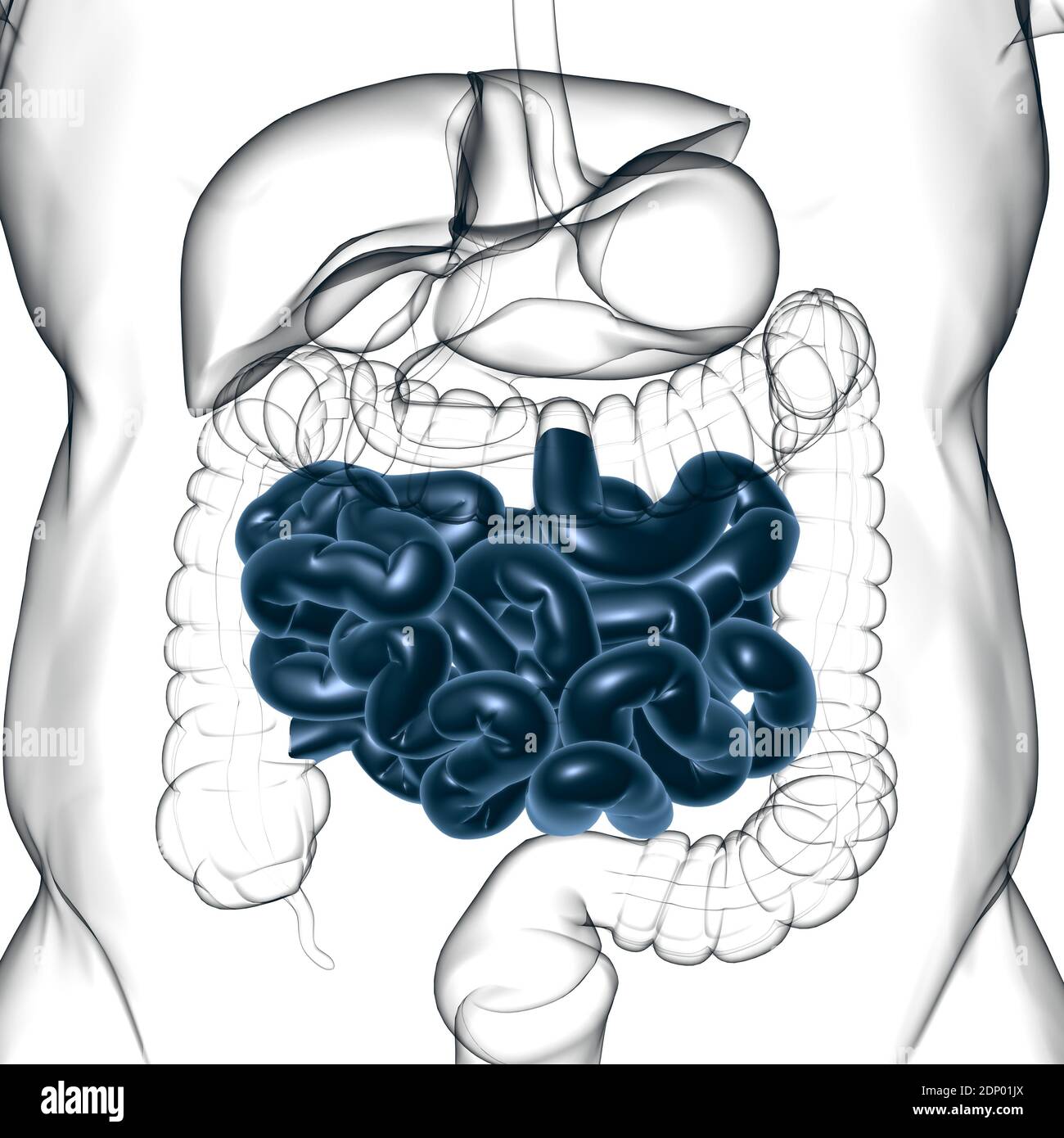 Small Intestine 3D Illustration Human Digestive System Anatomy For ...