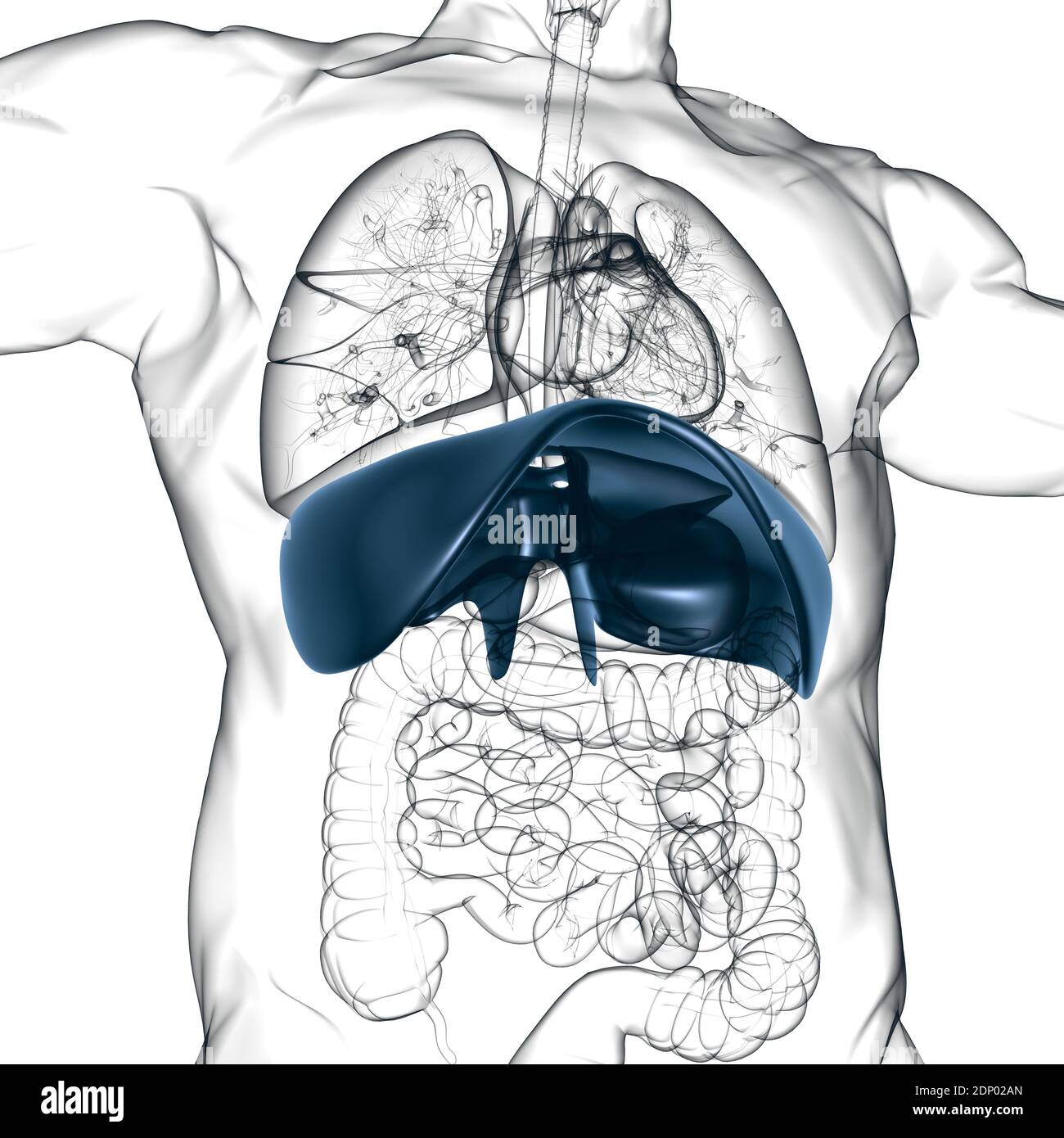 Diaphragm Human Respiratory System Anatomy For Medical Concept 3D ...