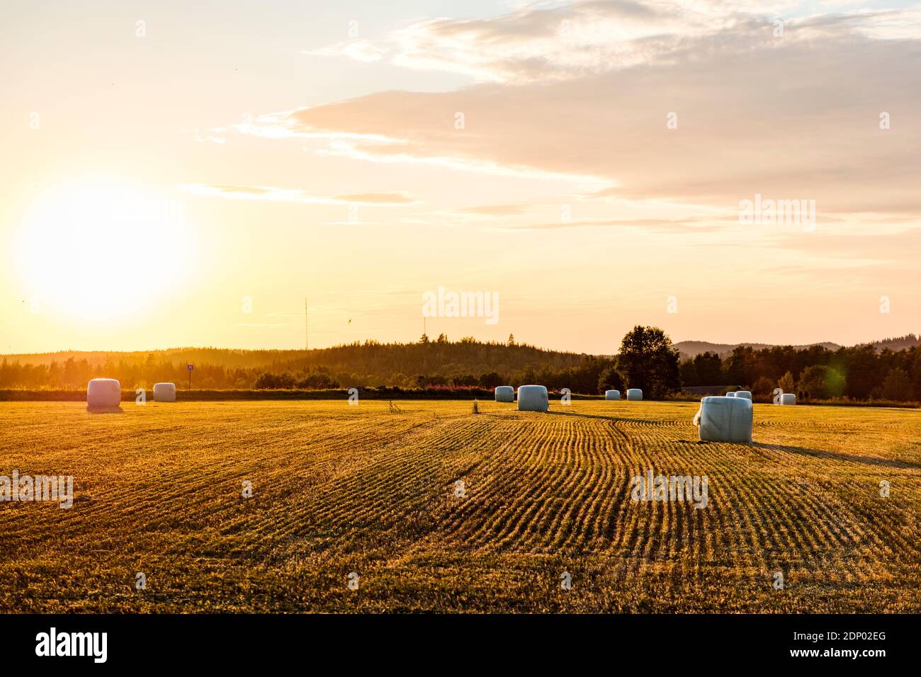 Hay bales on field at sunset Stock Photo - Alamy