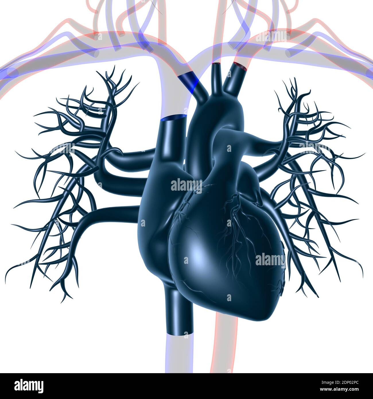 Human Heart Anatomy For Medical Concept 3D Illustration Stock Photo - Alamy