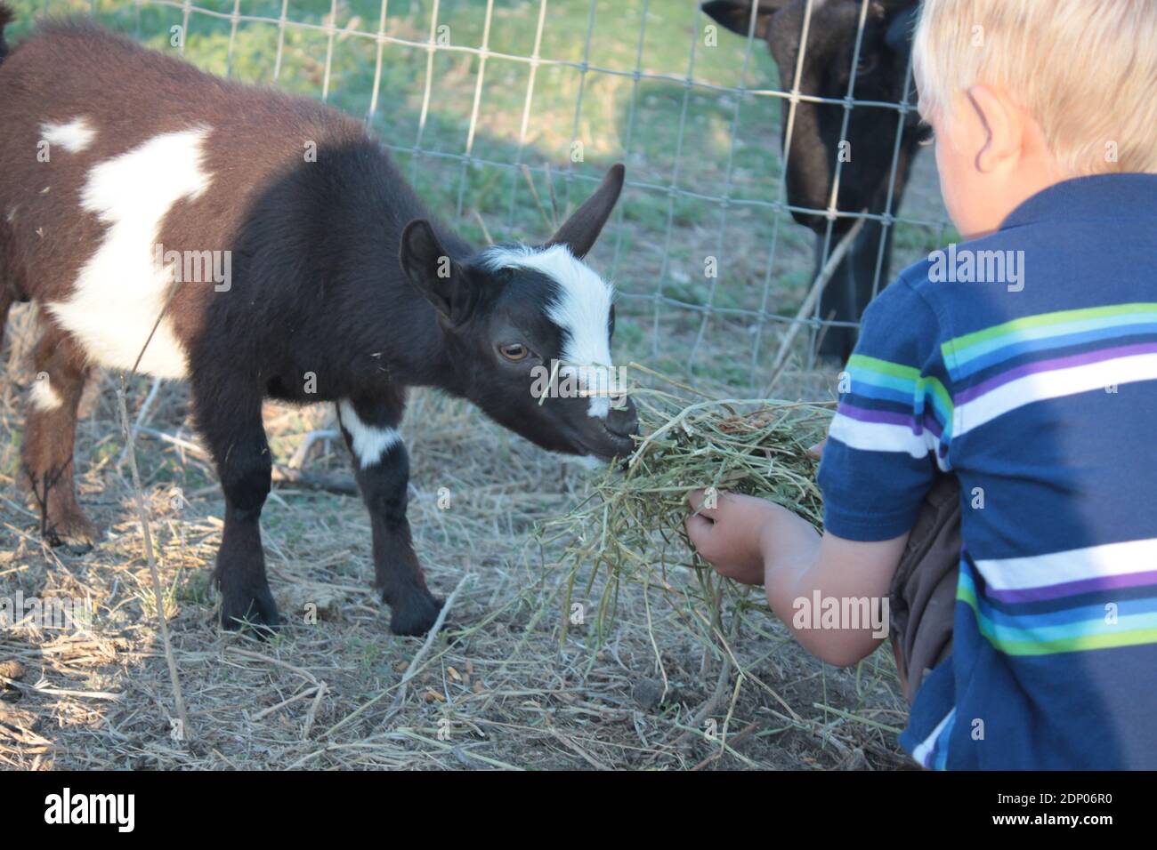 Adolescent goat hi-res stock photography and images - Alamy