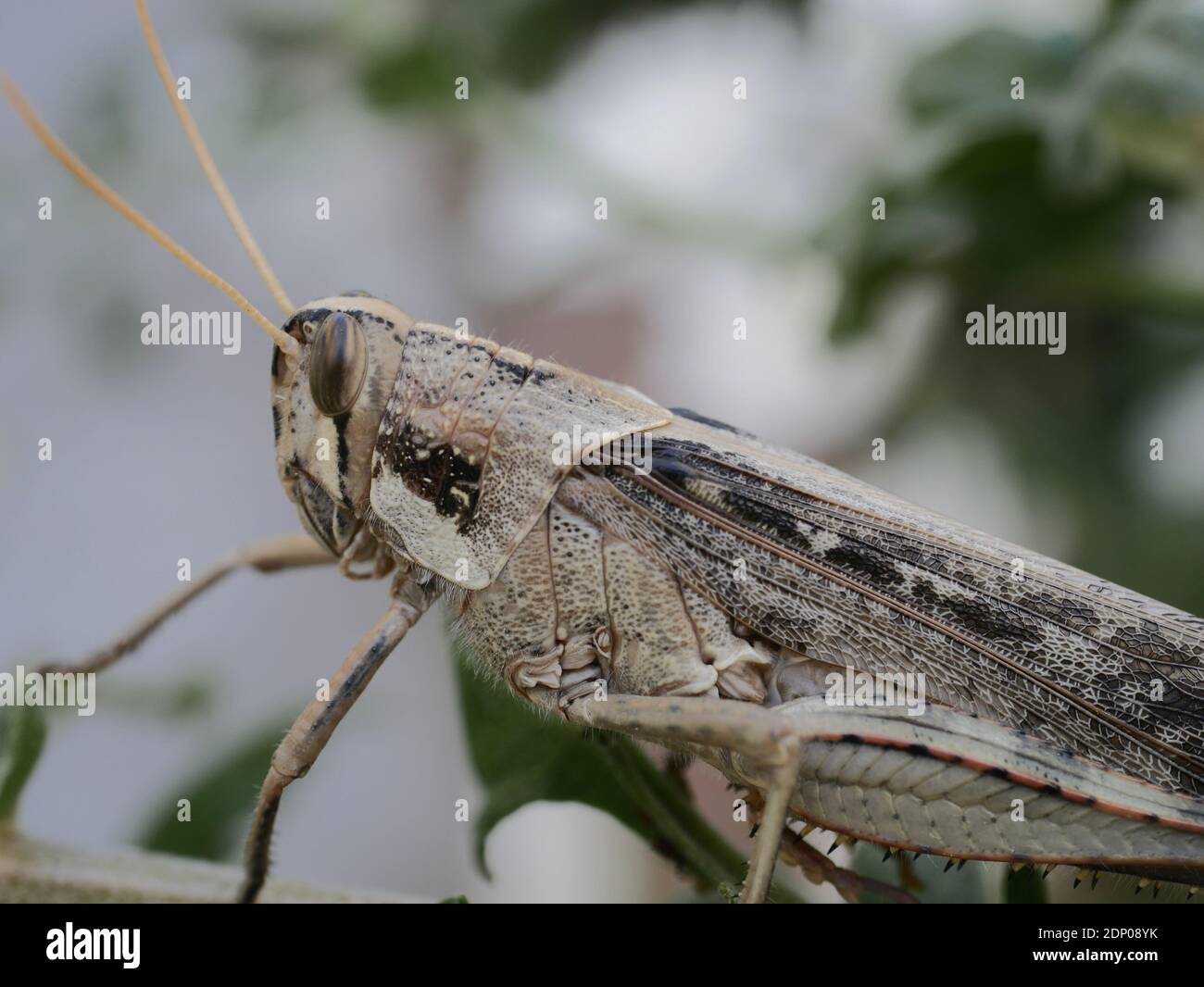 Scale insect branch hi-res stock photography and images - Alamy