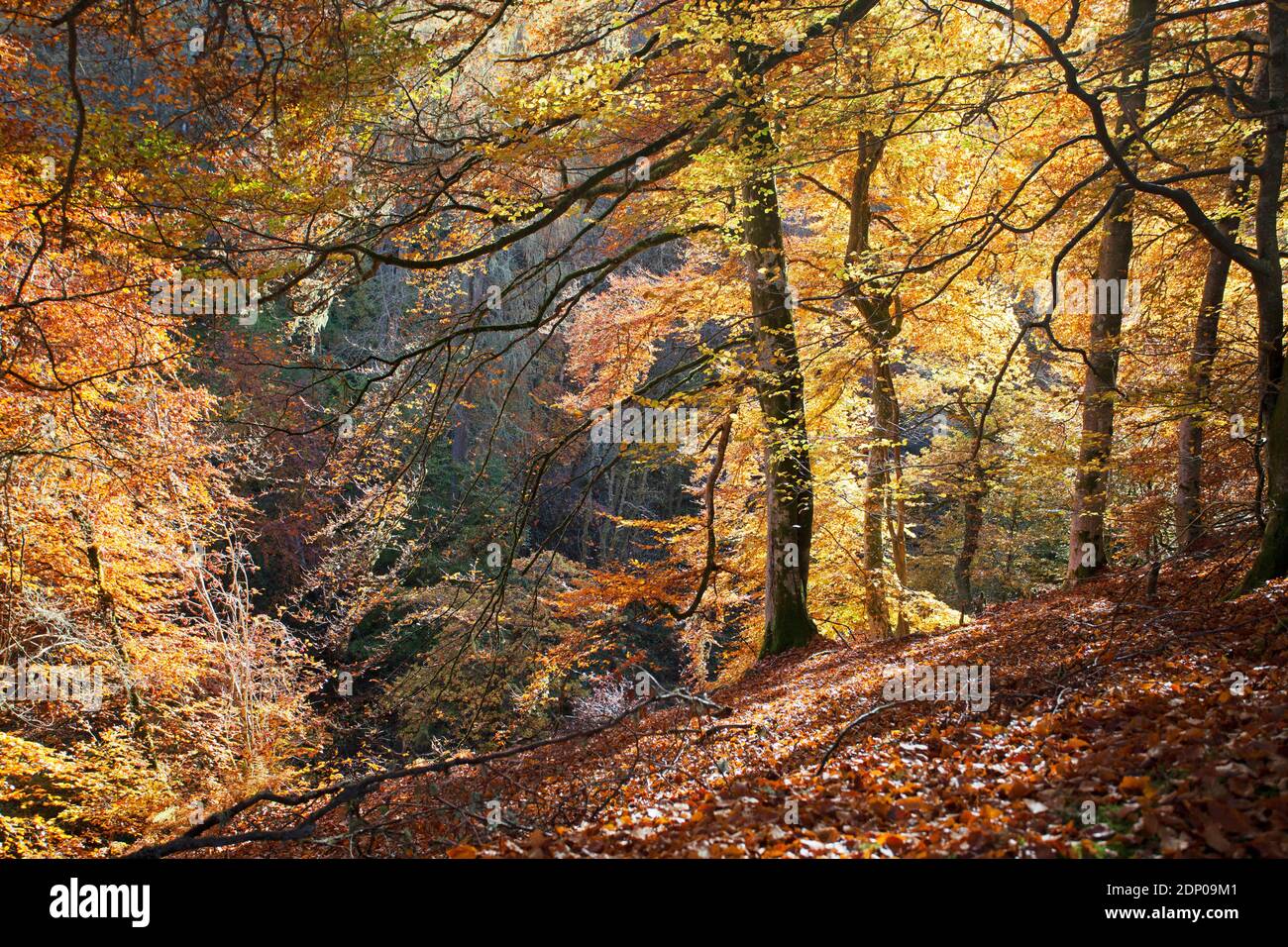 The Birks of Aberfeldy, Perthshire, Scotland Stock Photo - Alamy