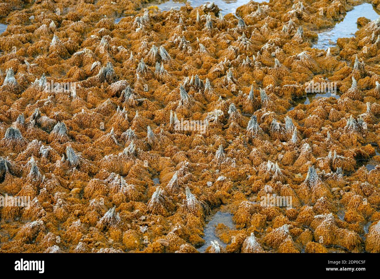 Salt-pans, Salinas at Santa Pola, Torrevieja, Costa Blanca, Valencia ...