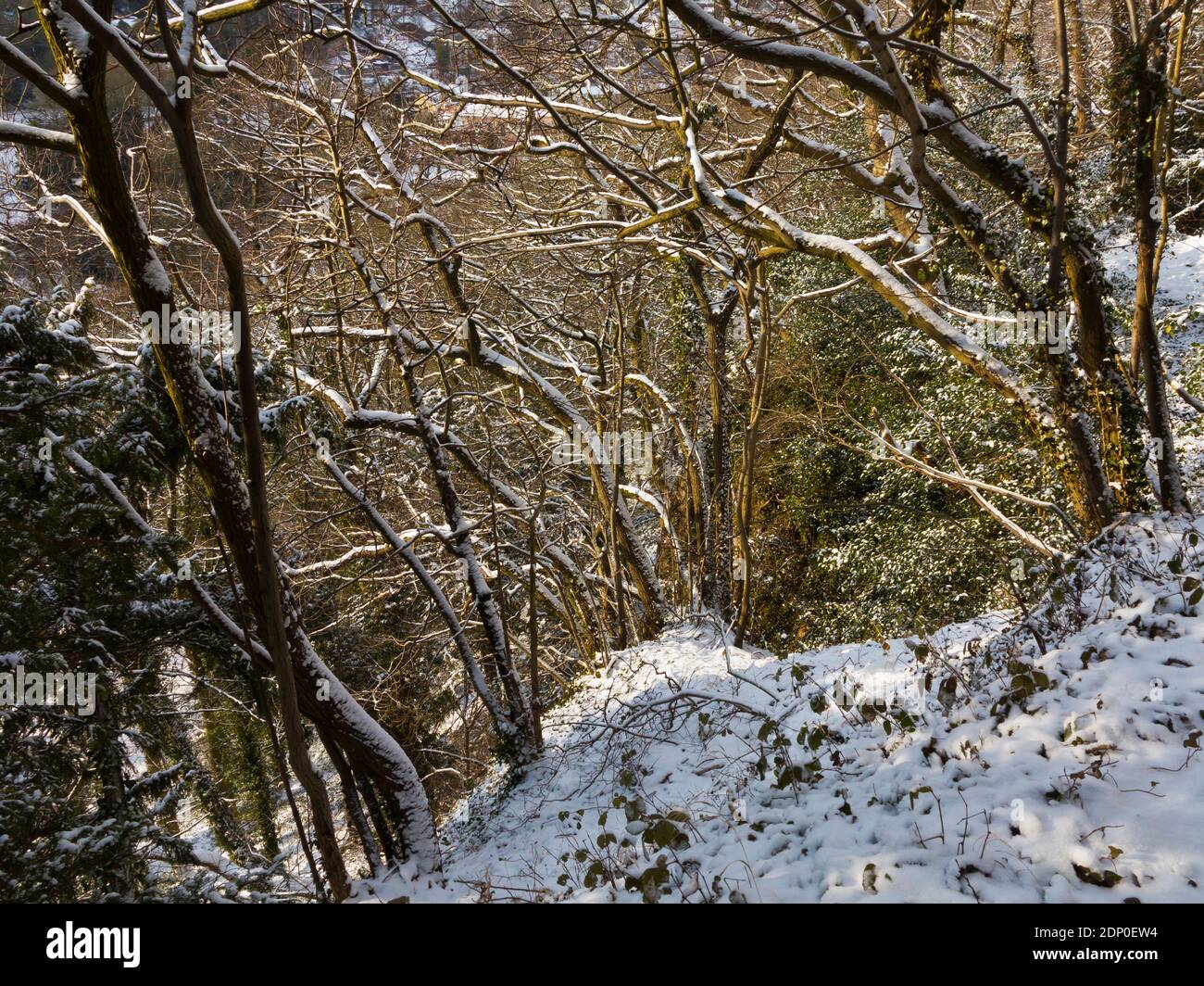 Snow covered trees on Lovers Walk a high cliff face in Matlock Bath ...