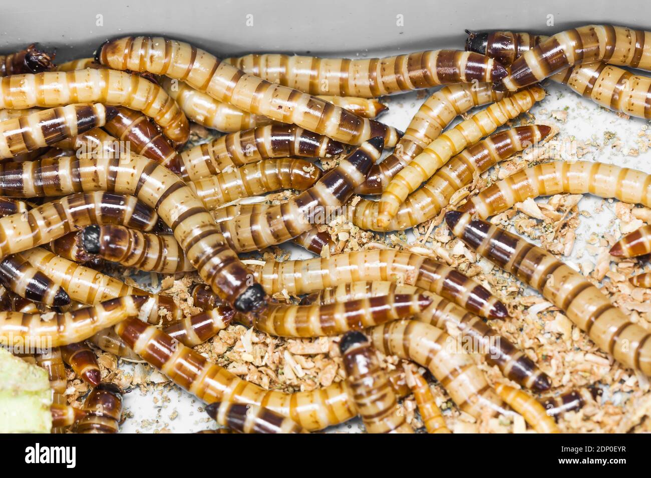 Marine biology larva hi-res stock photography and images - Alamy