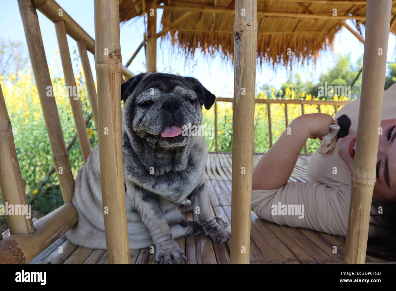 Dog Protruding While Sitting With Female Pet Owner Under Bamboo ...
