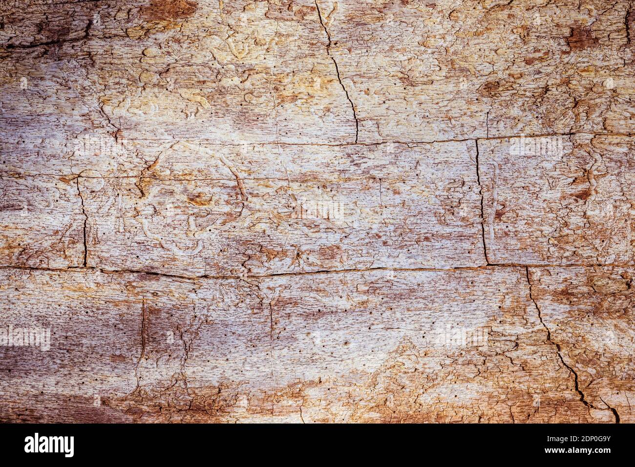 Closeup picture of wooden tree bark structure of an old tree Stock ...