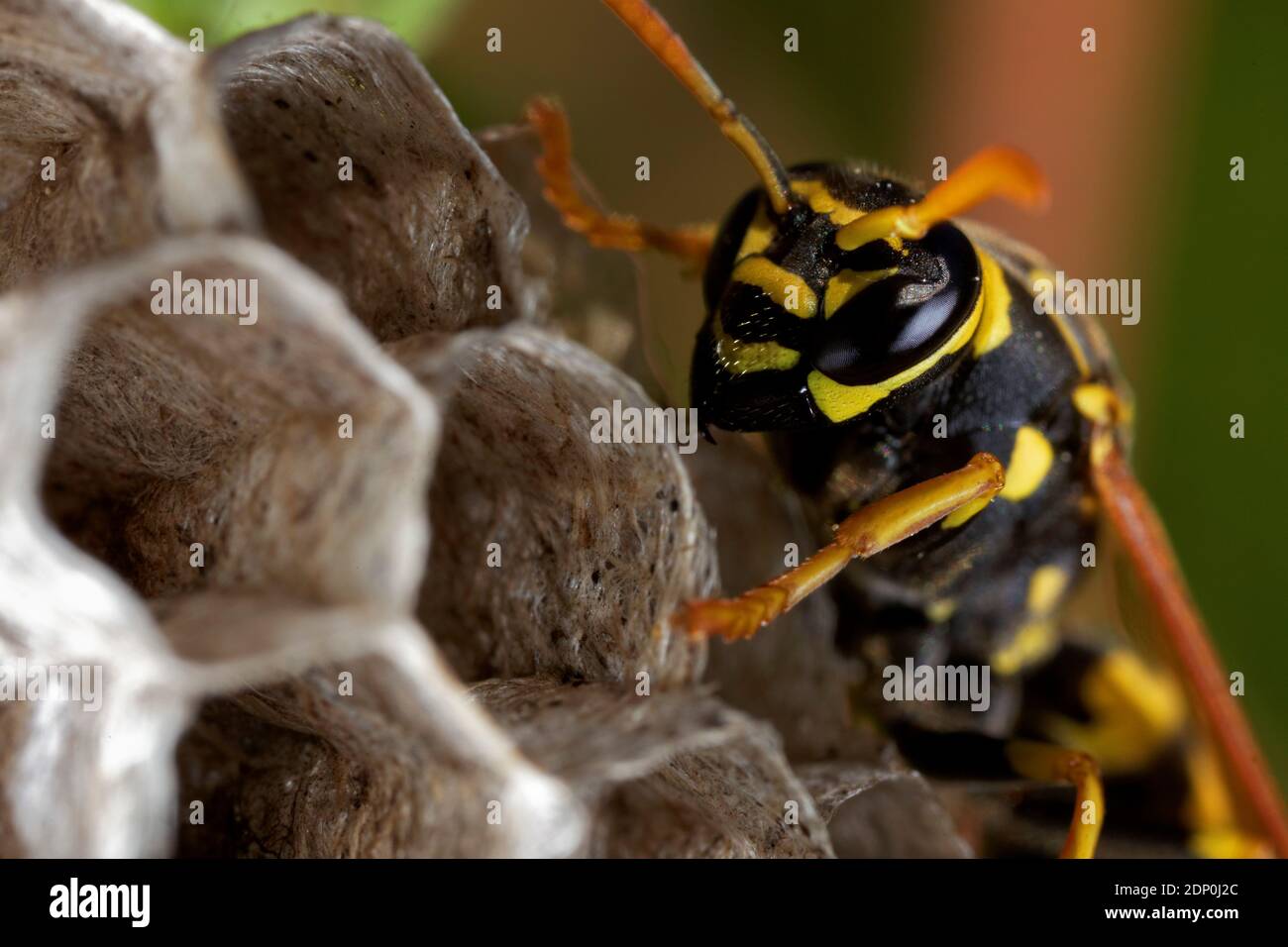 Paper wasp building their nest hi-res stock photography and images - Alamy