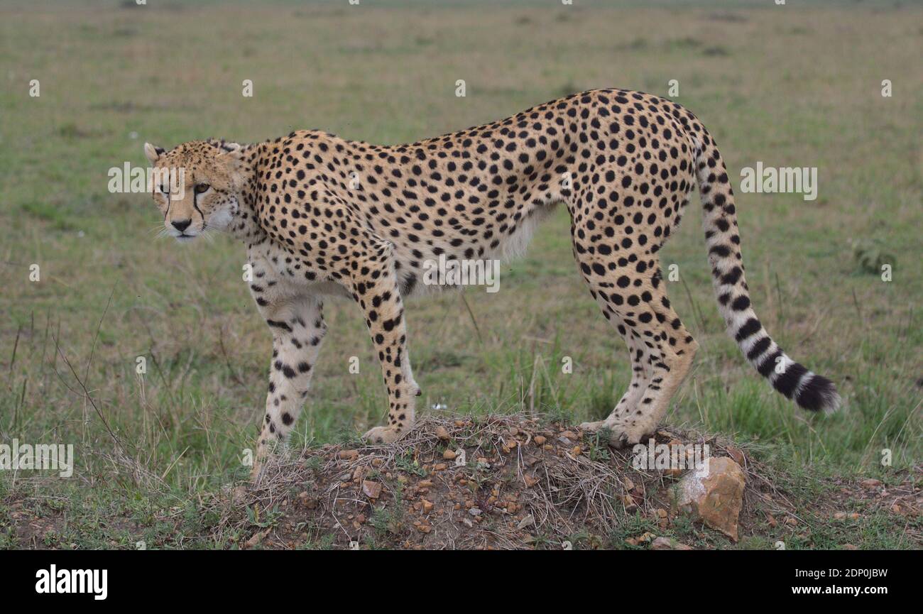 side view of cheetah standing on a mound in the wild masai mara kenya ...