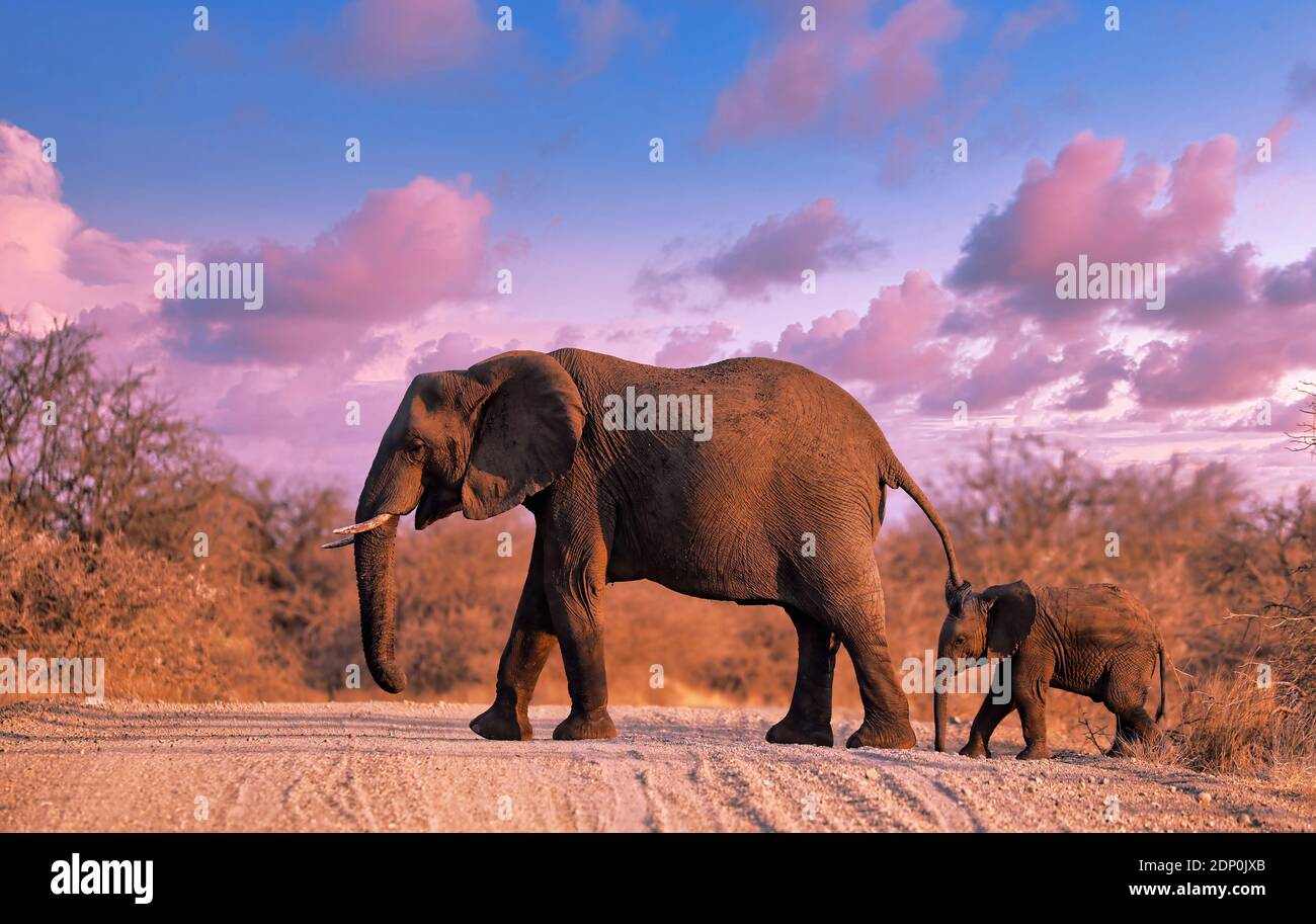 elephant and a baby crossing the street at Kruger NP, south afr Stock ...