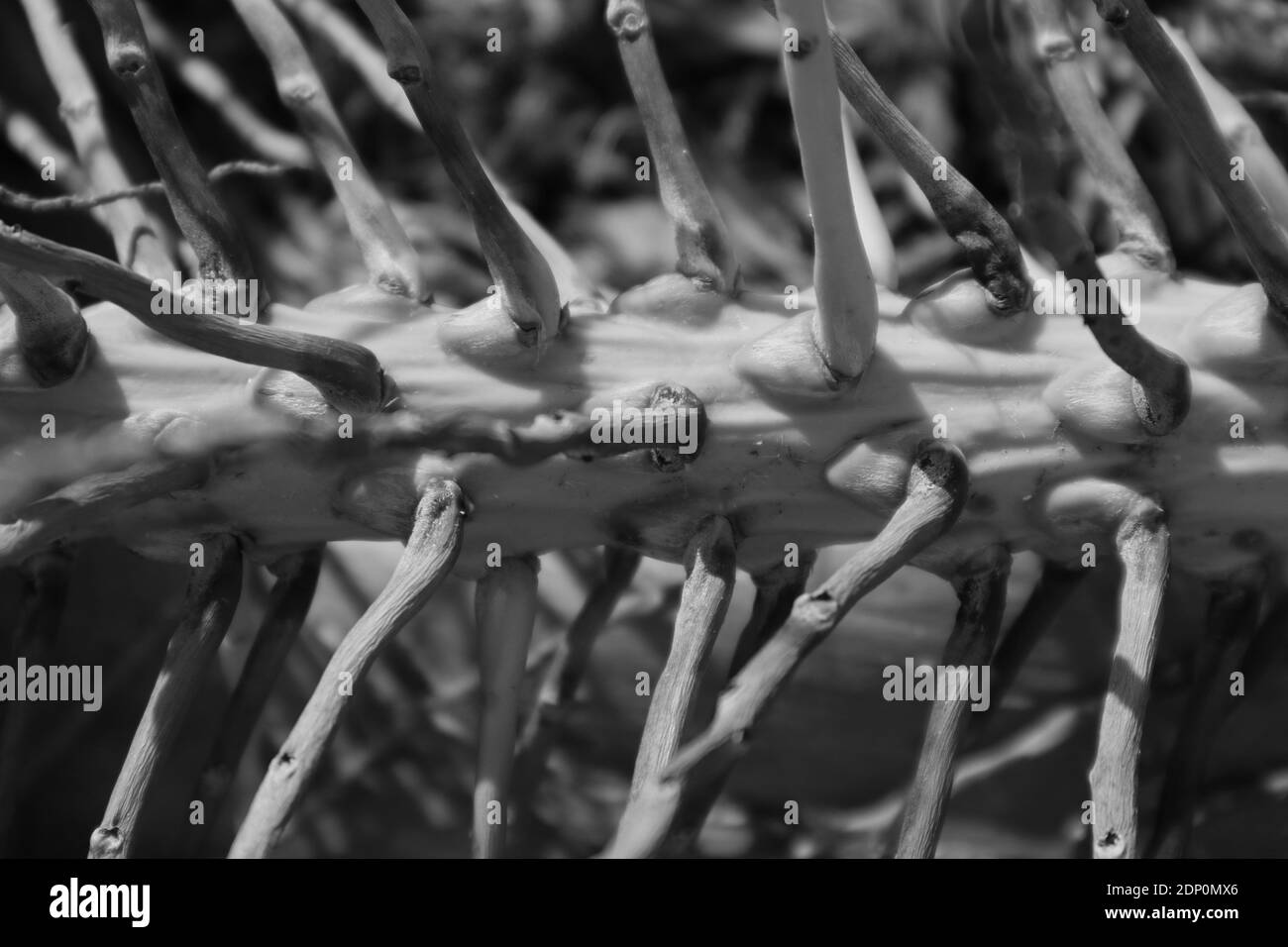 Black and white photo of a palm seed stalk Stock Photo - Alamy