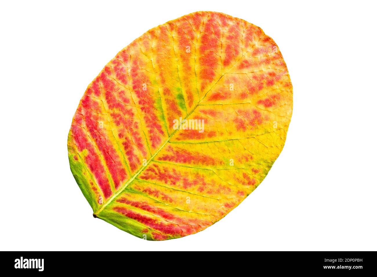 single leaf isolated on a white background Stock Photo - Alamy