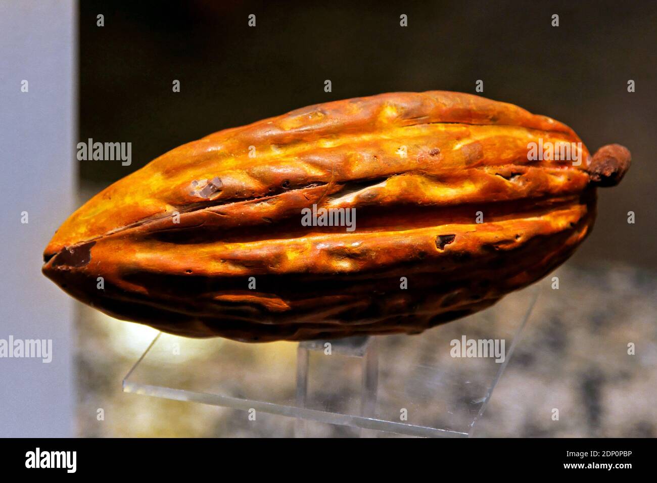 Raw Cocoa Bean Pod from South America Stock Photo - Alamy