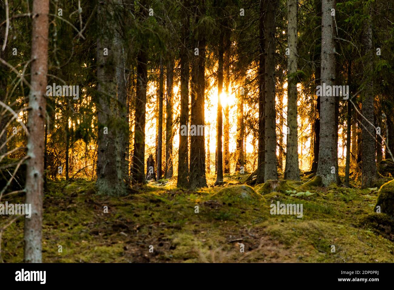 Sunlight shining through tree trunks Stock Photo - Alamy