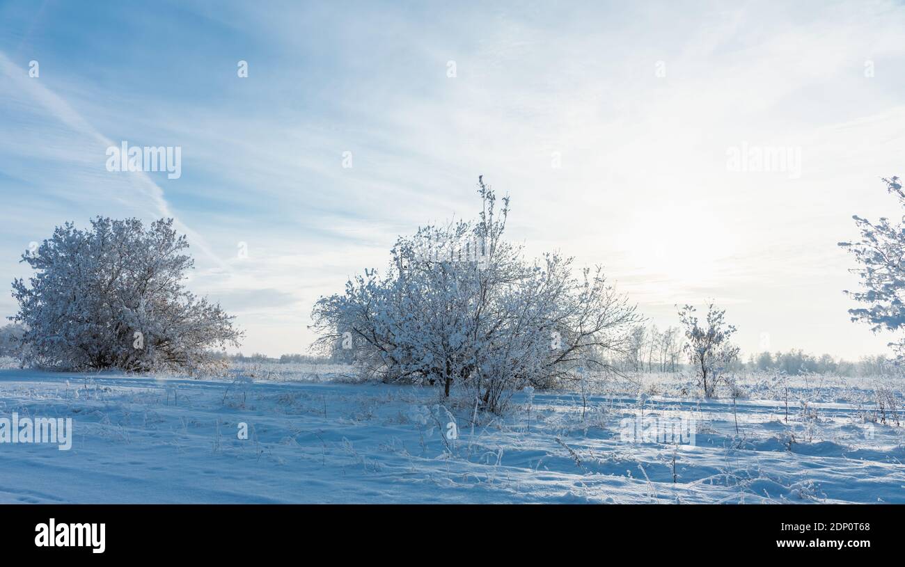 Beautiful snow covered tree on the winter field. Winter landscape ...