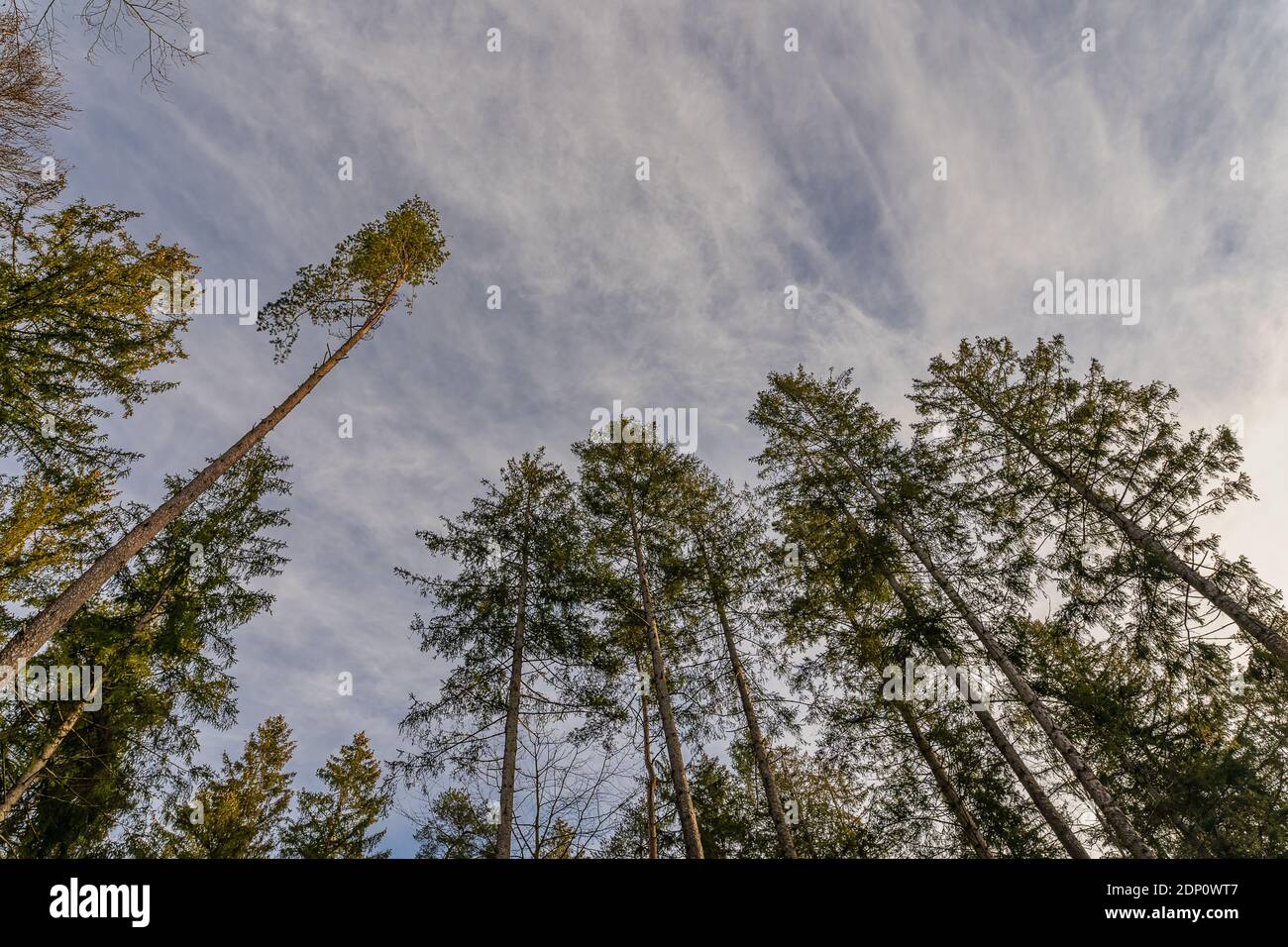 Looking up forest perspective at some tree tops with copy space at the ...