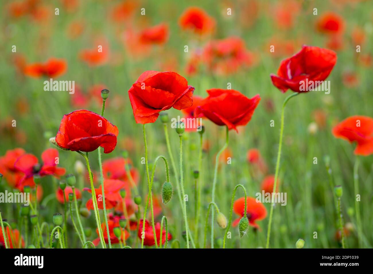 Shepshed hi-res stock photography and images - Alamy