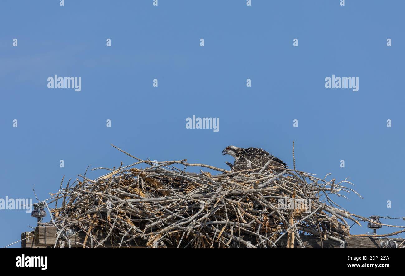 Osprey in Nest on Power Pole Stock Photo - Alamy