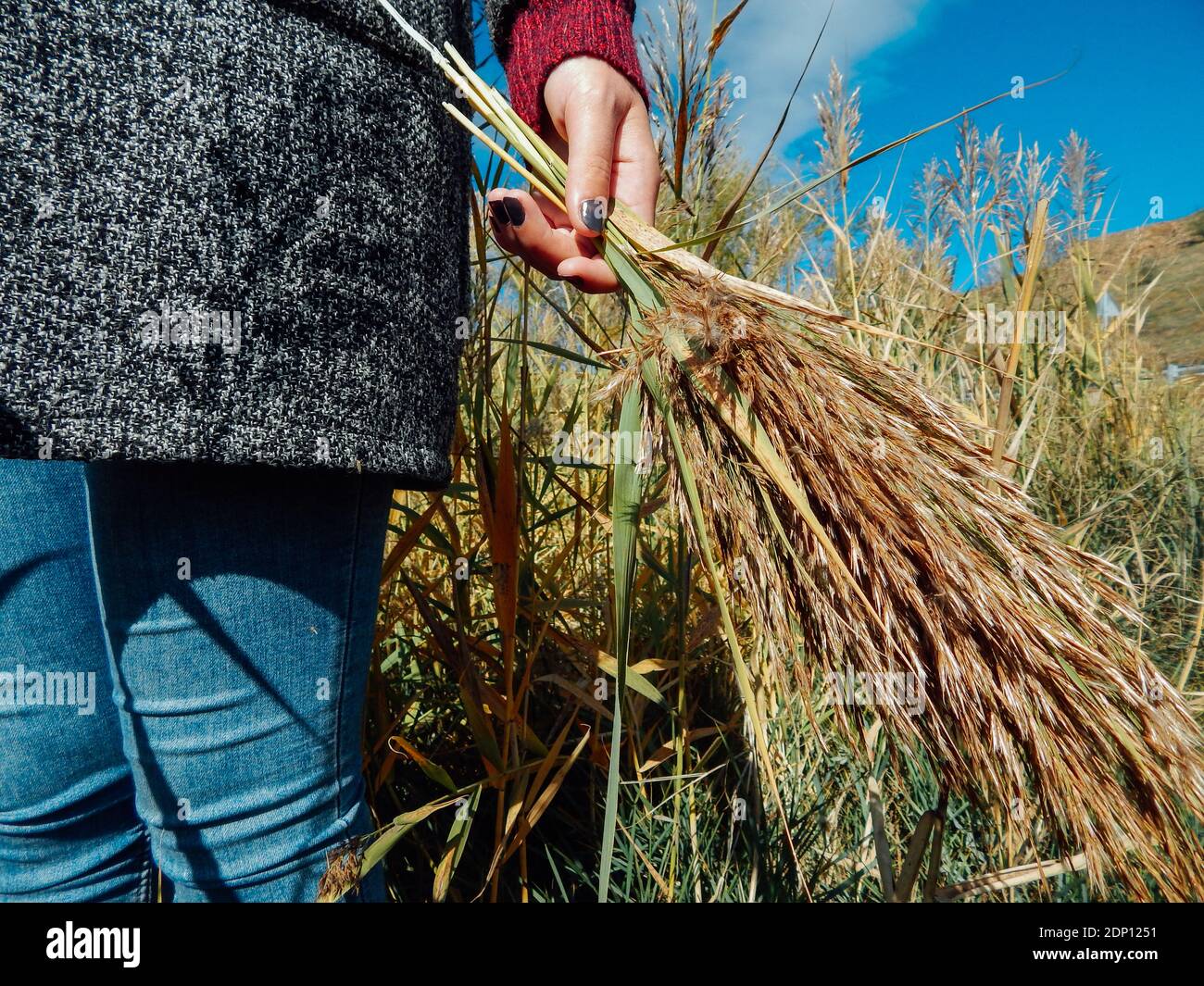 Plant 24 hi-res stock photography and images - Alamy