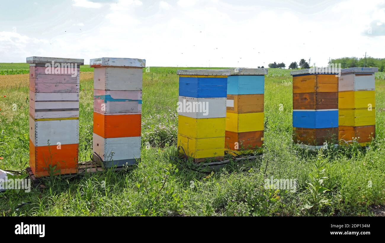 Wooden Beehive With Active Honey Bees at Field Stock Photo - Alamy