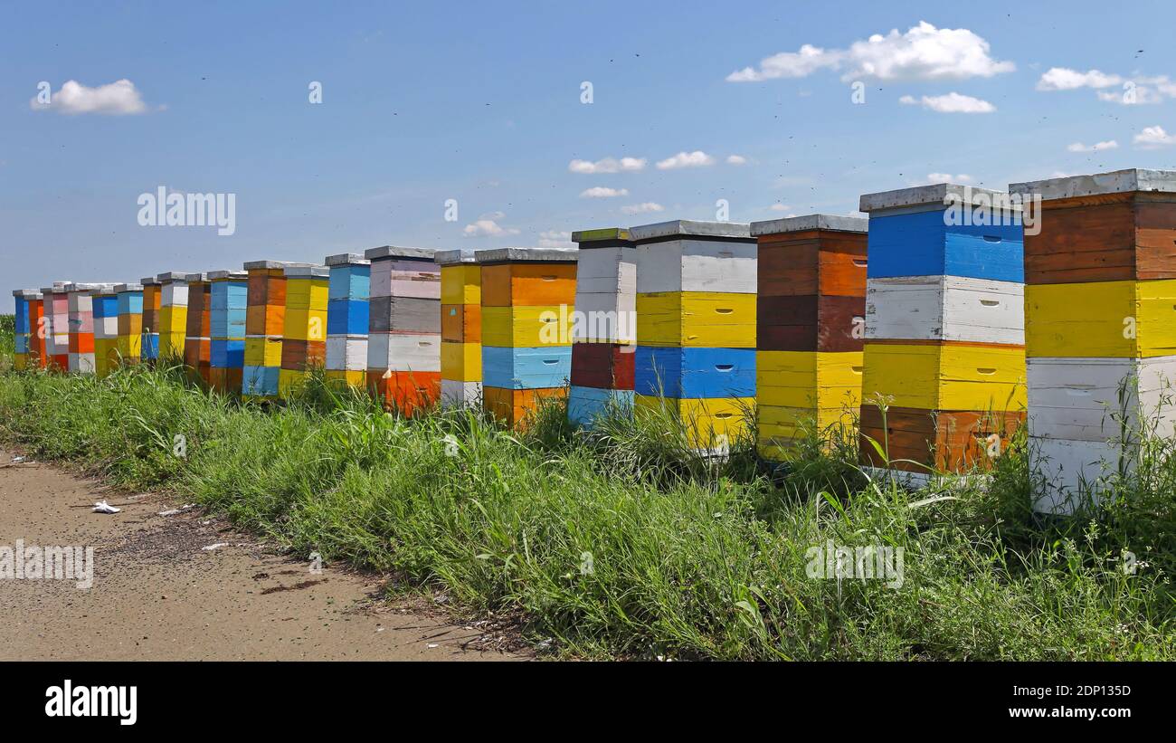 Colorful Wooden Beehive With Active Honey Bees in Line Stock Photo - Alamy