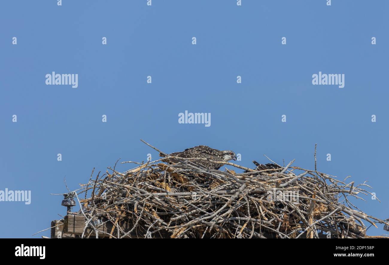 Raptor nest pole hi-res stock photography and images - Alamy