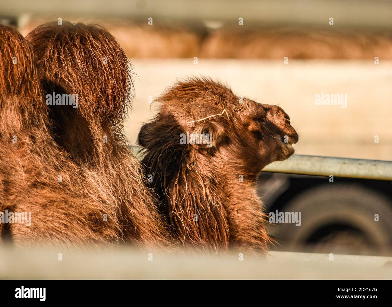 Circus Camel High Resolution Stock Photography and Images - Alamy