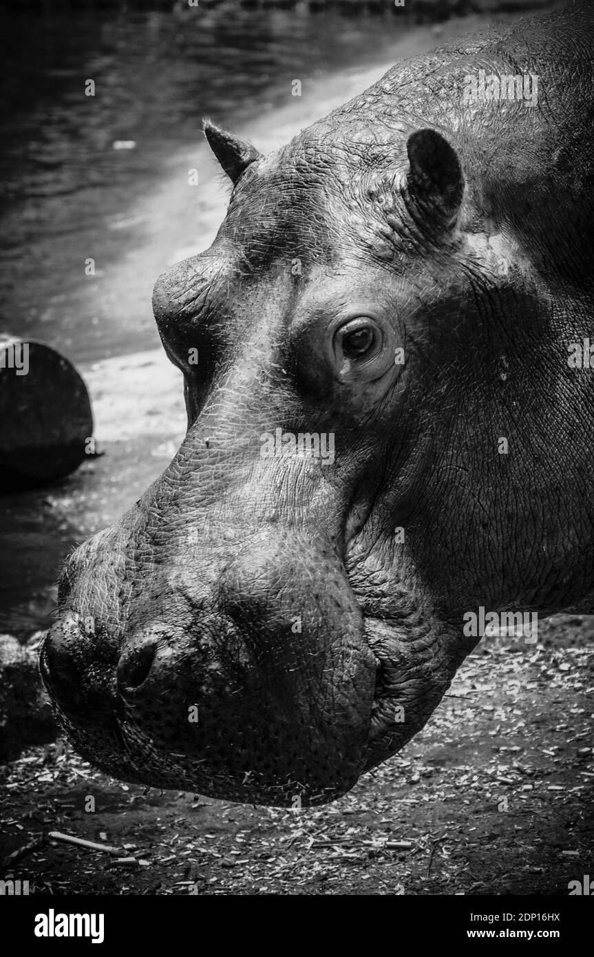 Eye of a hippo hi-res stock photography and images - Alamy