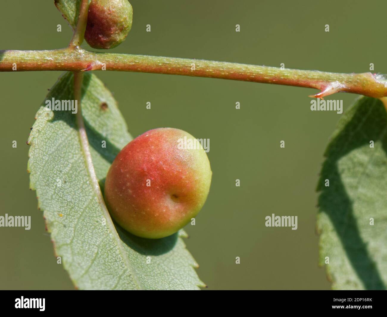 Smooth rose pea gall caused by a Cynipid gall wasp (Diplolepis nervosa ...