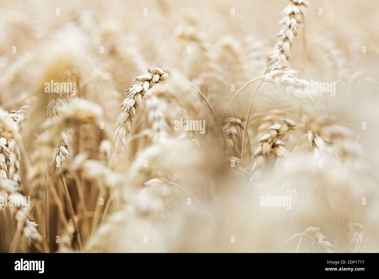 Types of wheat hi-res stock photography and images - Alamy