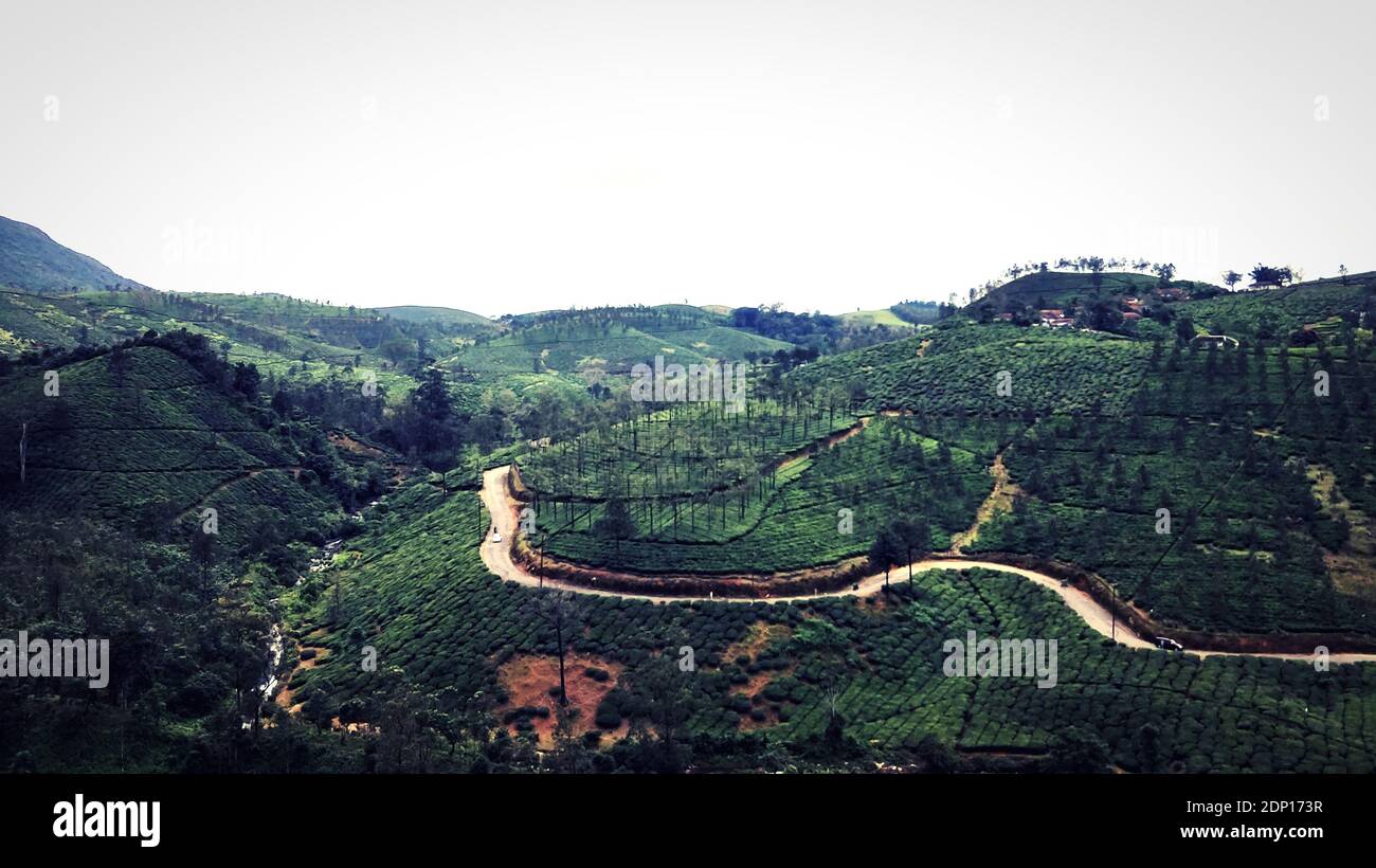A tea estate with a road hi-res stock photography and images - Alamy