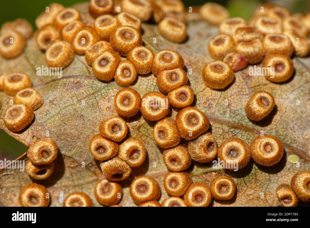 Silk Button spangle Galls / Oak spangle galls (Neuroterus numismalis ... Silk Button spangle Galls / Oak spangle galls (Neuroterus numismalis ...