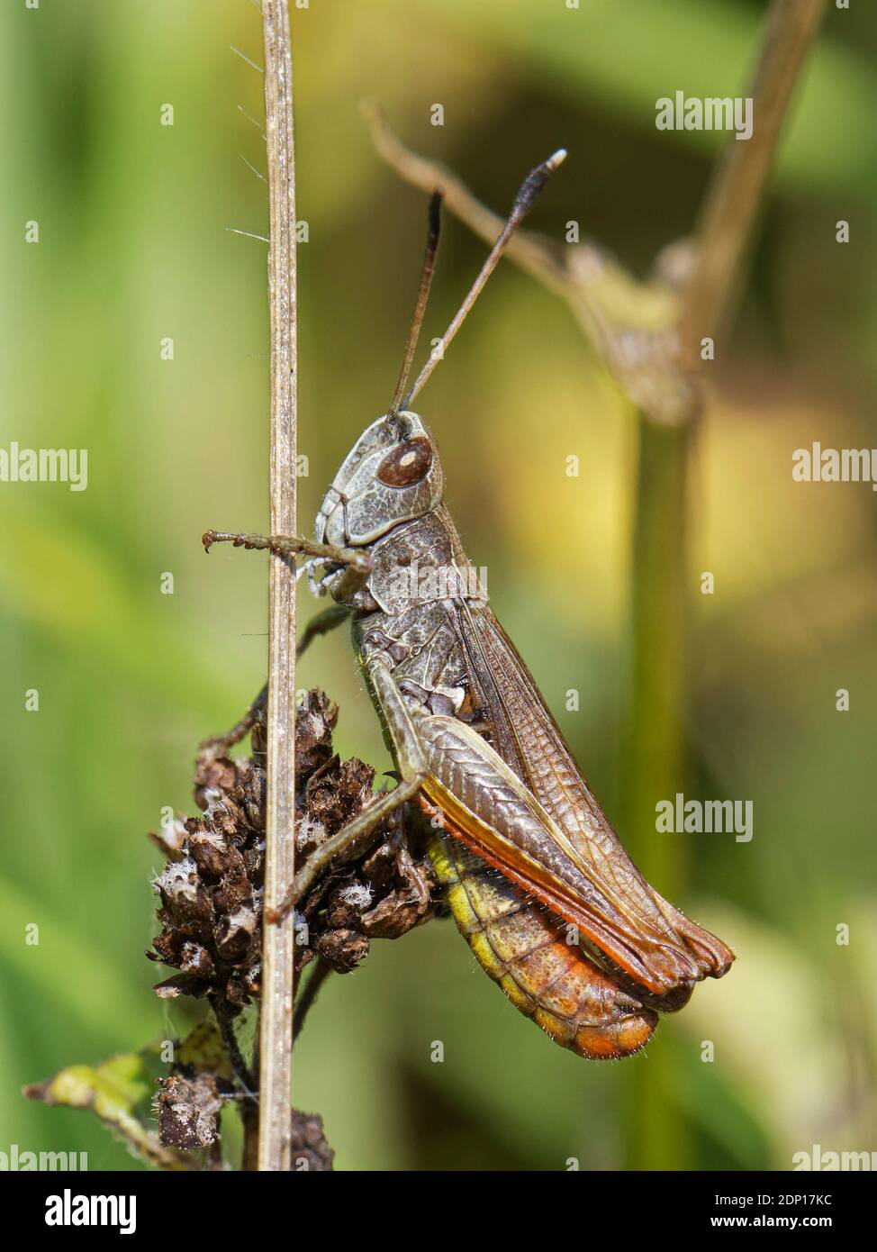 Rufus grasshopper hi-res stock photography and images - Alamy