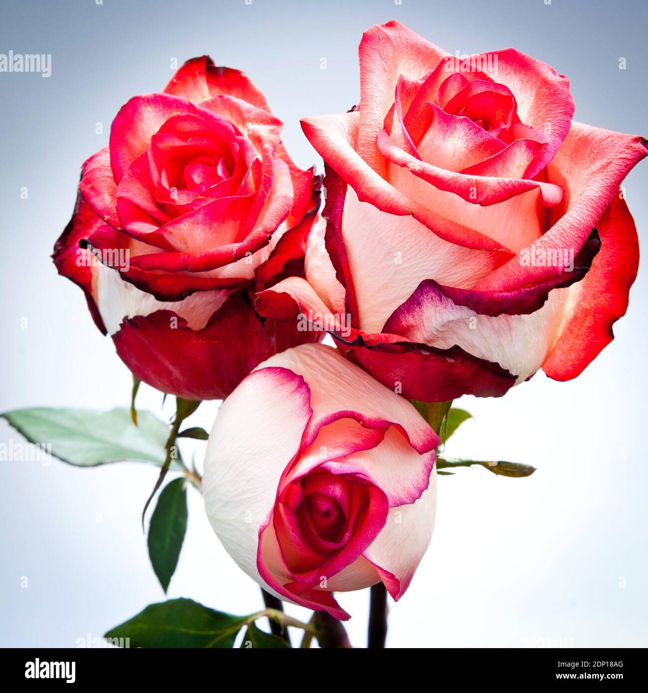 Three petal flower hi-res stock photography and images - Alamy