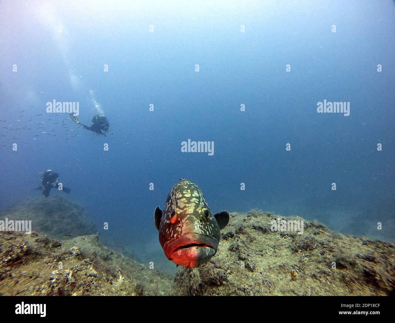 Big grouper fish hi-res stock photography and images - Alamy