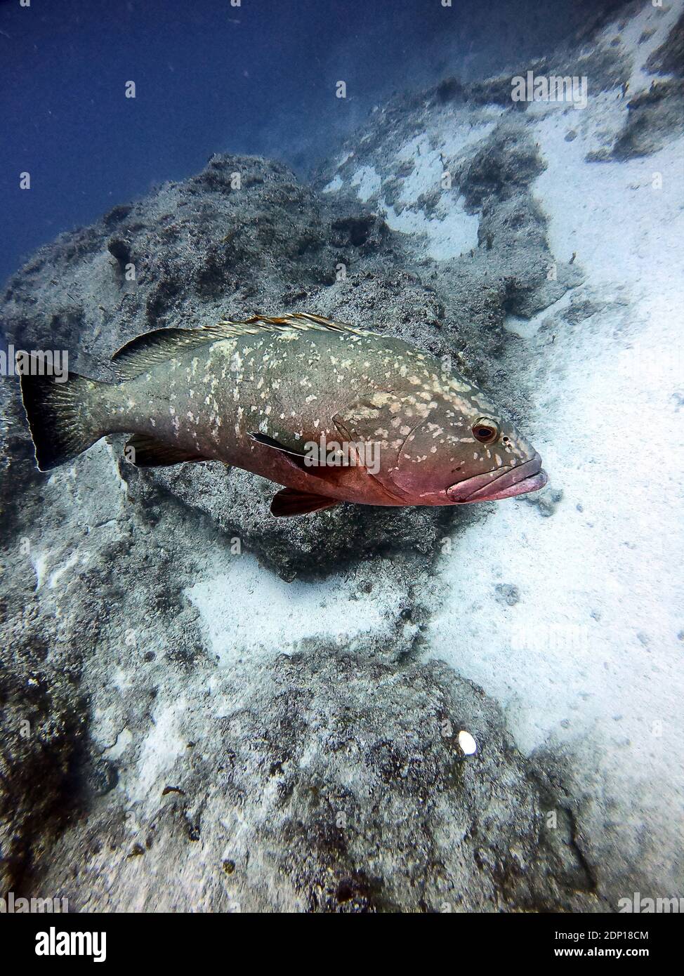 Big grouper fish Antalya Turkey Stock Photo - Alamy