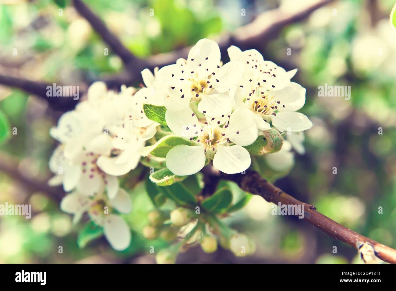 beautiful flowering buds on the tree Stock Photo - Alamy