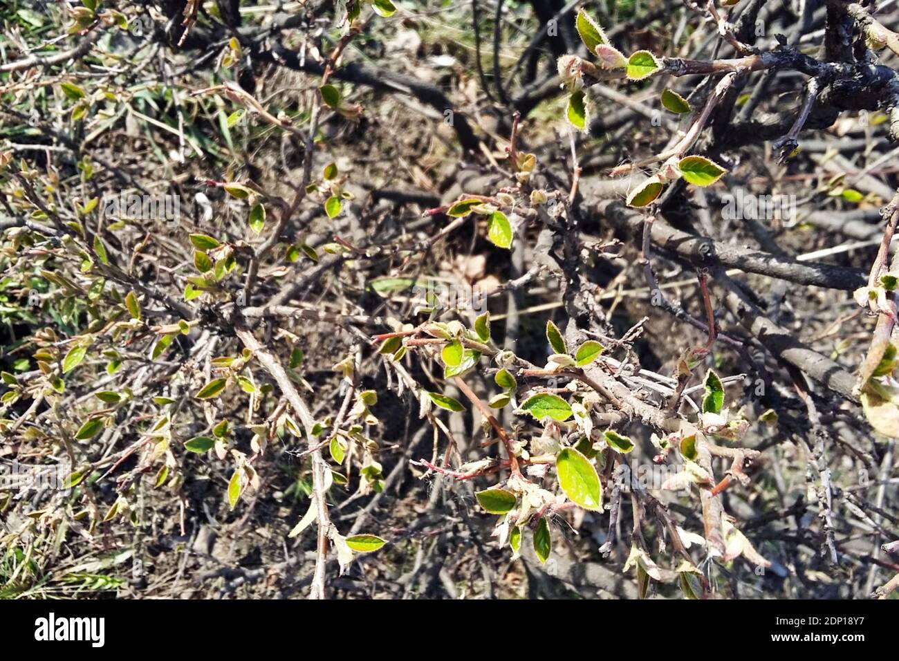 Spring, New Life Stock Photo - Alamy