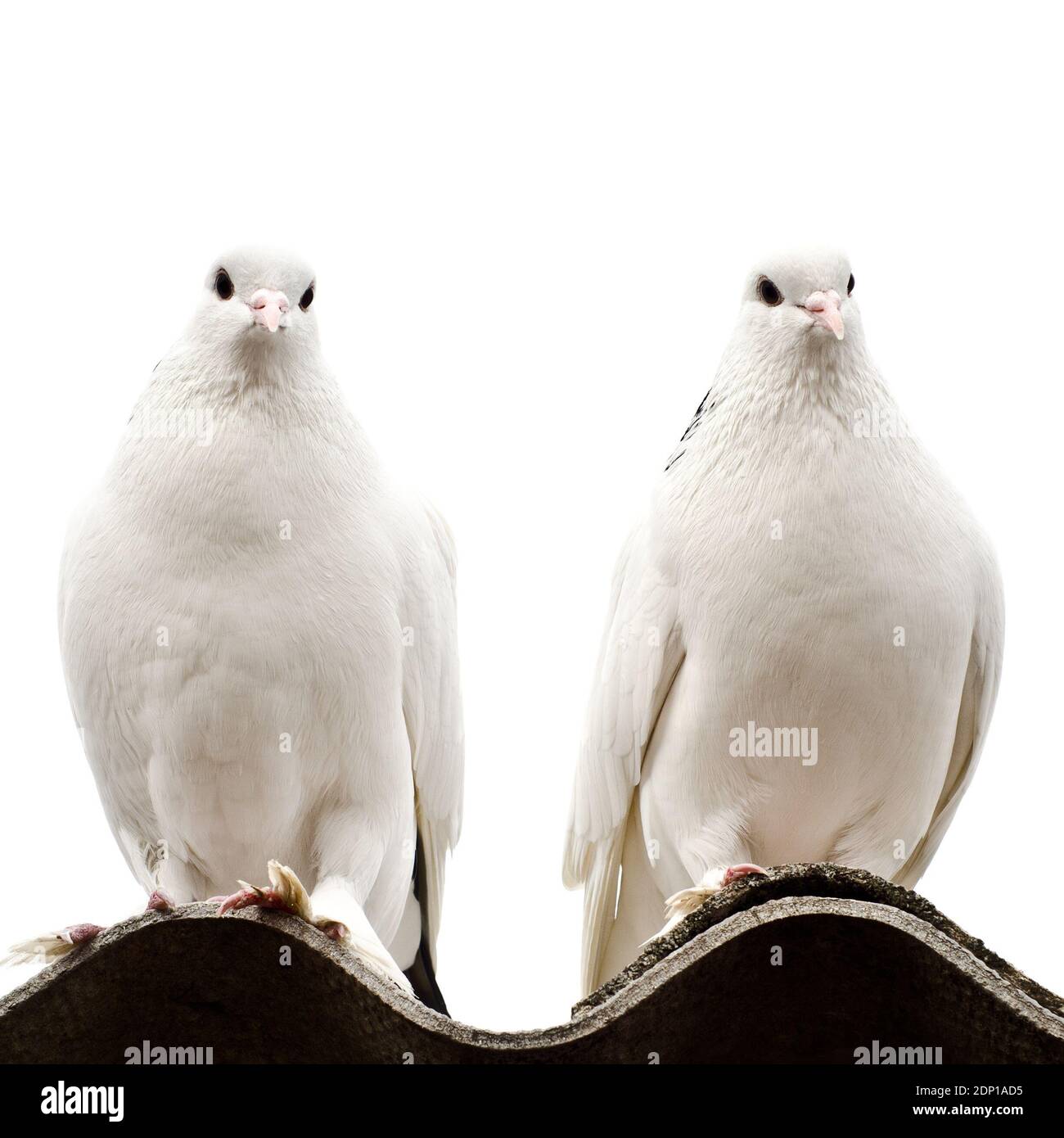 Two White Doves Photography