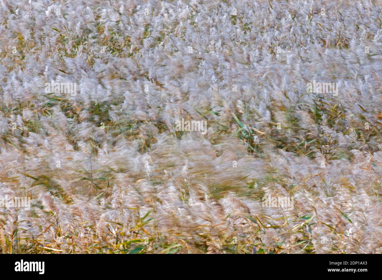 Motion blurred panicles of common reed (Phragmites australis ...