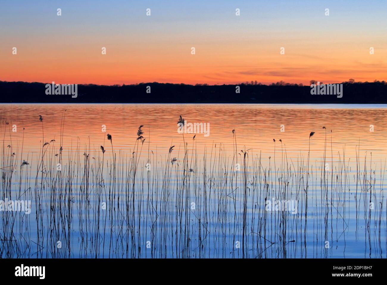 Reeds phragmites communis hi-res stock photography and images - Alamy