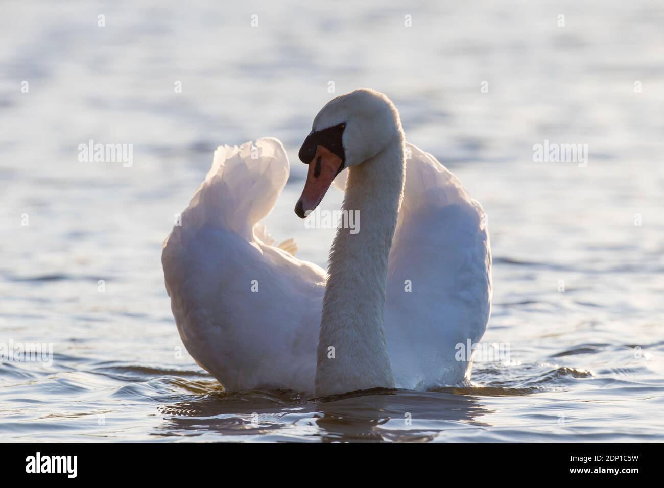 Territorial mute swan (Cygnus olor) dominant male showing aggressive ...