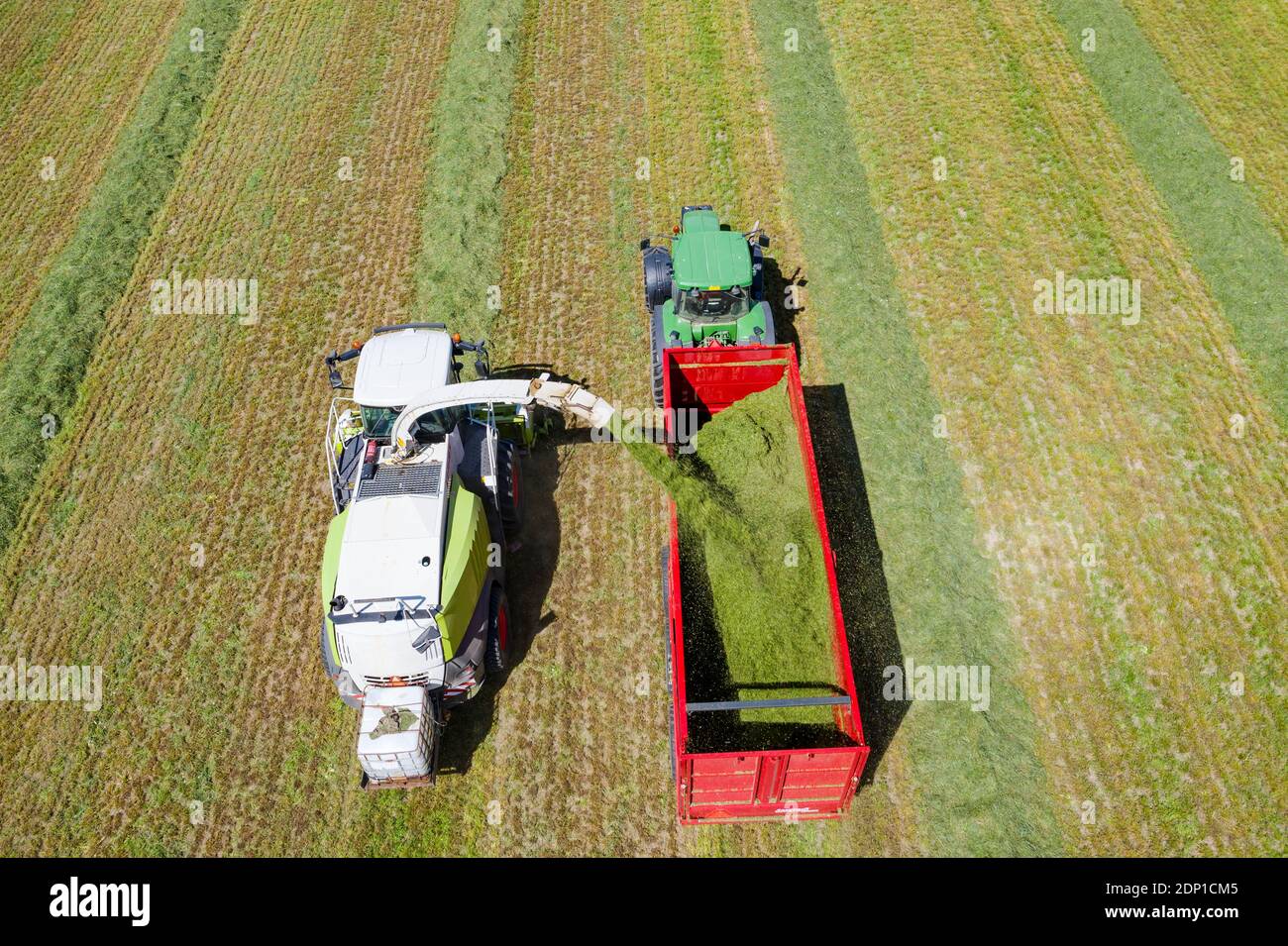Forage harvester and tractor harvesting crops Stock Photo - Alamy