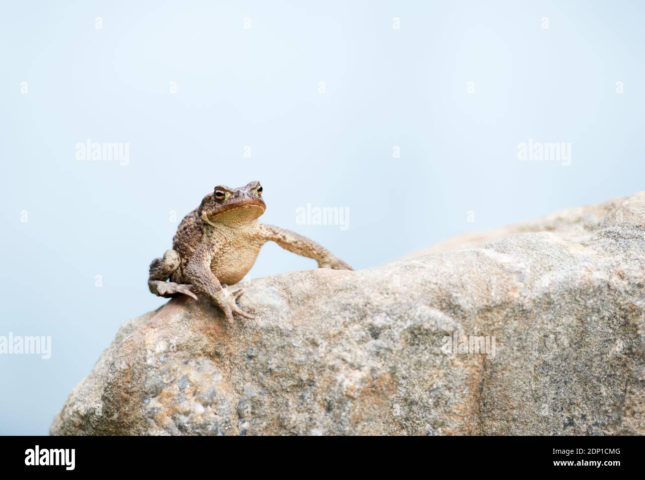 View of toad Stock Photo - Alamy