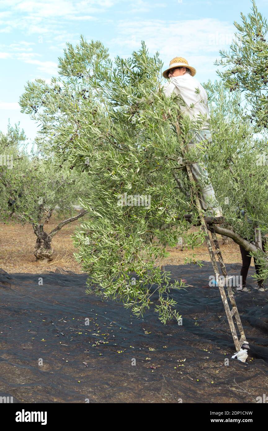 Old farmer with straw hat on a ladder picking olives from the top of ...