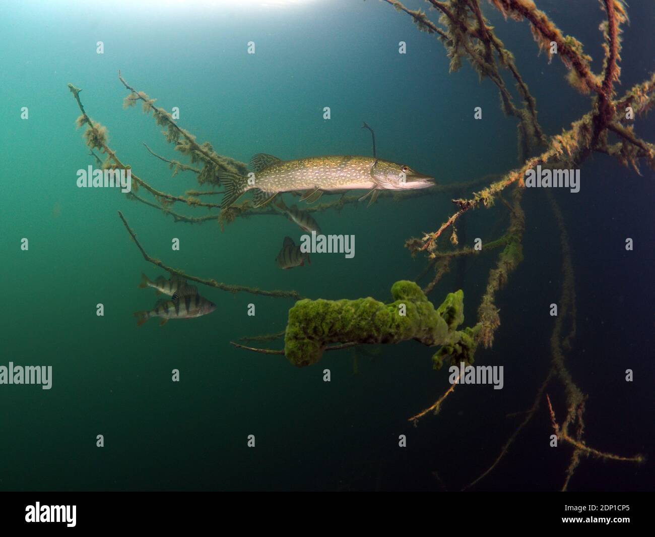 Northern Pike Germany High Resolution Stock Photography and Images - Alamy